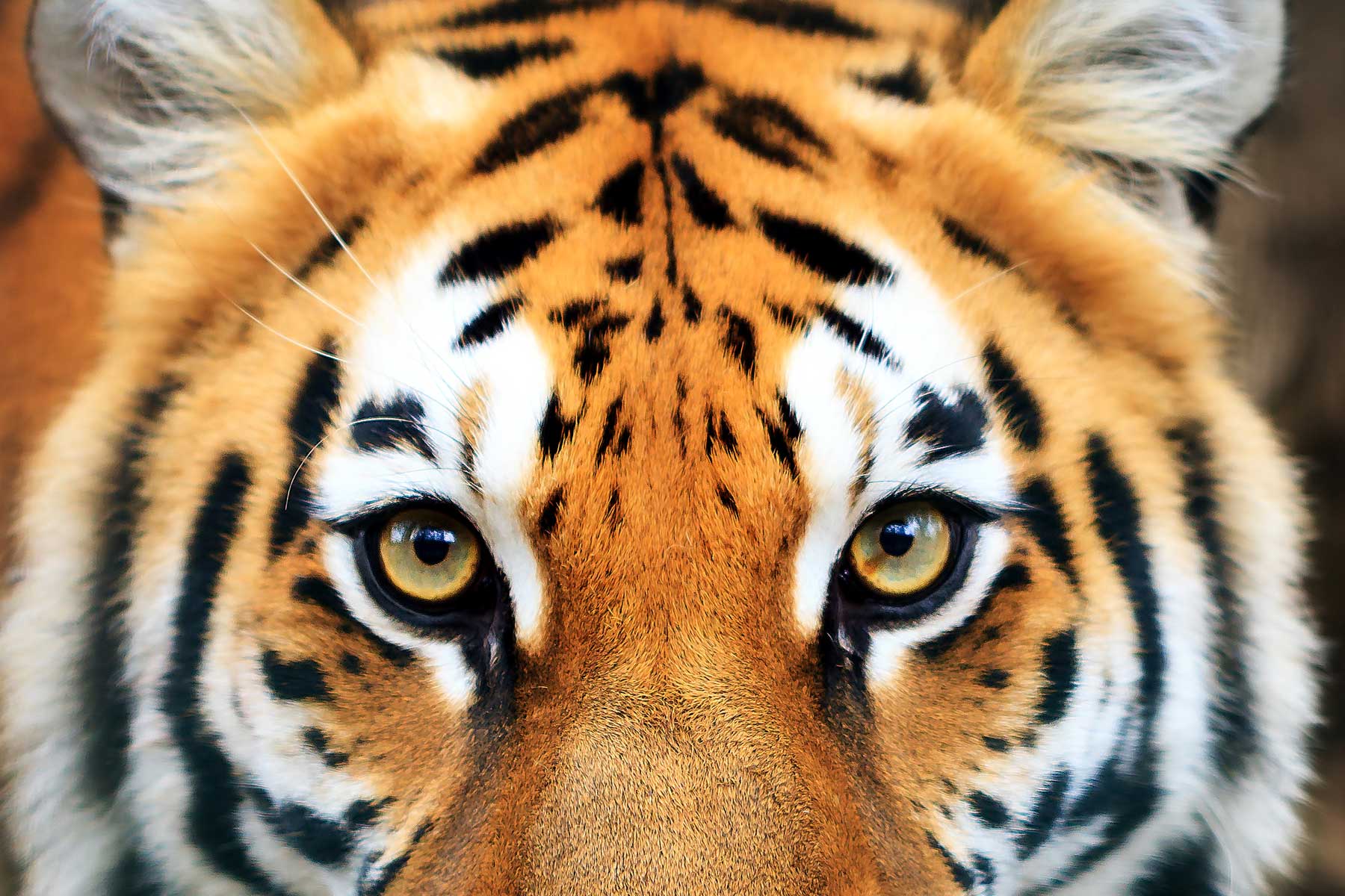 What to Look for in Choosing a Construction Defect Attorney | Norton ...